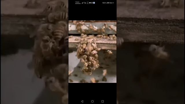 Атака гигантского шершня.