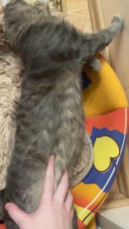 Милый котик отдыхает #shorts