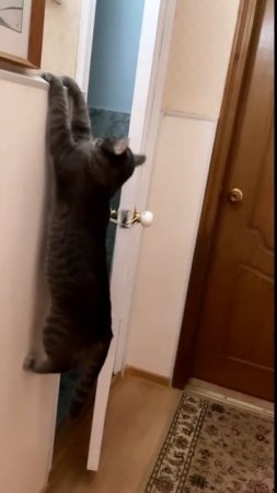 Кот очень высоко прыгает #shorts