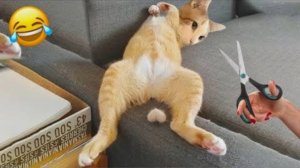 Смешные коты и собаки 2025, Лучшие приколы, Милые животные 😍😹