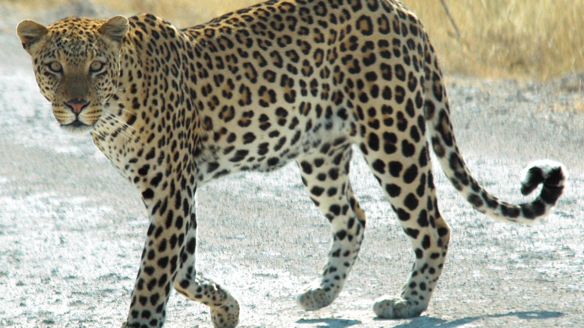 Происхождение человека как домашнего животного (памяти Константина Крылова)