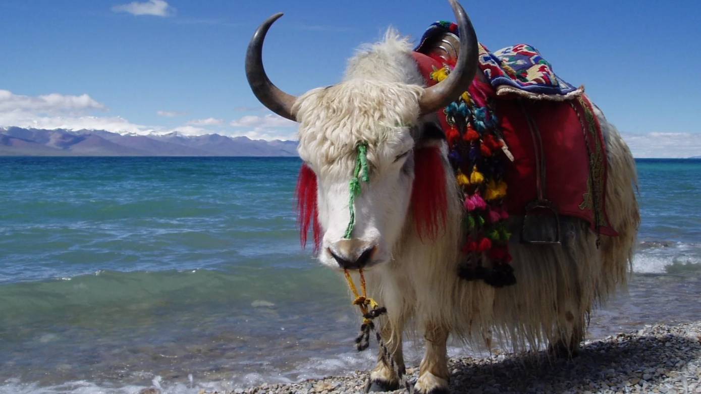 О редких животных мира: Бык в Юбке - Тибетский Як