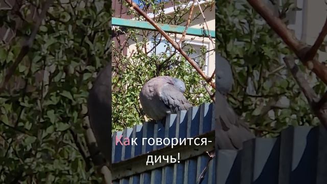 Вяхирь-дикий голубь