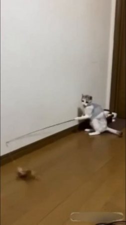 Можно смело брать на рыбалку. Смешные коты #shorts