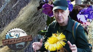 Секреты сбора диких растений от эксперта в бушкрафтинге