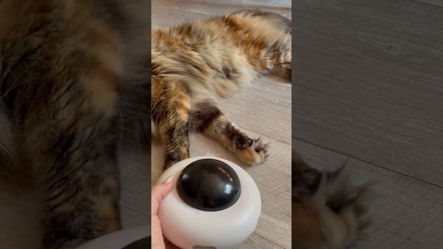 #cat #мейнкун #catlover #котята #животные #kitten #кошка #игры #пи?