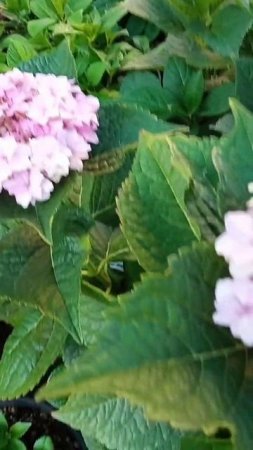 🍃КРУПНОЛИСТНАЯ ГОРТЕНЗИЯ В АВГУСТЕ 🐝   #2024#цветы#куб?