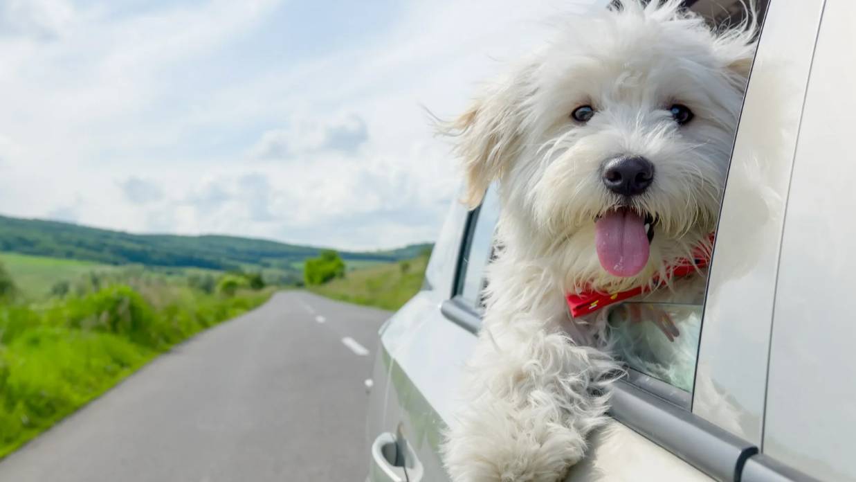 Животные-Путешественники и Животные-Домоседы | Интересные факты про животных Планеты Земля