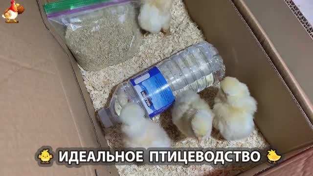 Идеальное птицеводство достойно восхищения 🐓🦆🦢🦚🦃🐔 эпизод (190)