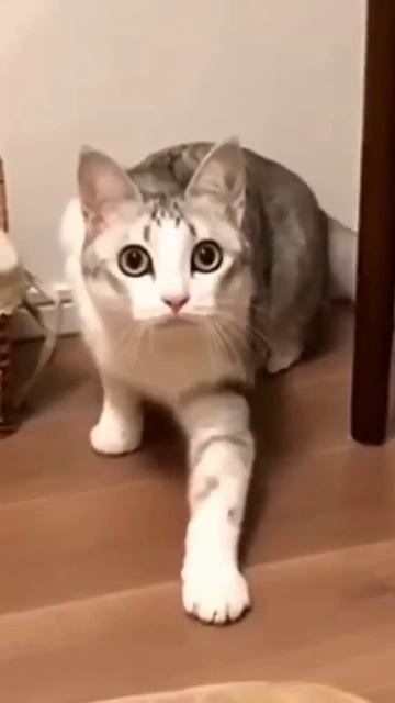 Услуги администраторов чатов и групп в социальных сетях и стриминговых платформах!