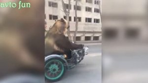 Авто приколы 2017 Июнь Смешная подборка видео лето серия 39