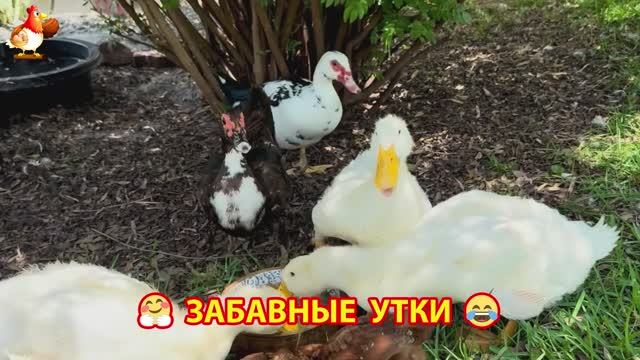 Забавные утки мускусные и пекинские на свободном выгуле ч.(4) ❣️🤗😂