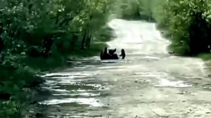 Медведица с медвежатами купаются на дороге