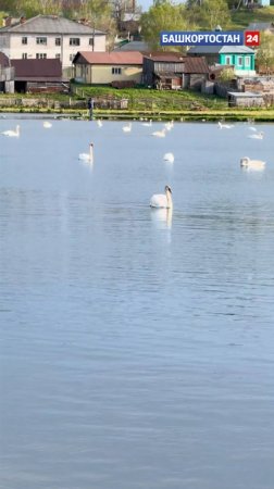 Лебединое озеро: сотни белоснежных птиц поселились на водоеме в Башкортостане