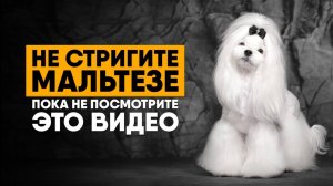 Профессиональный груминг мальтезе: Европейский vs Азиатский стиль | Уход за шерстью и ушами!