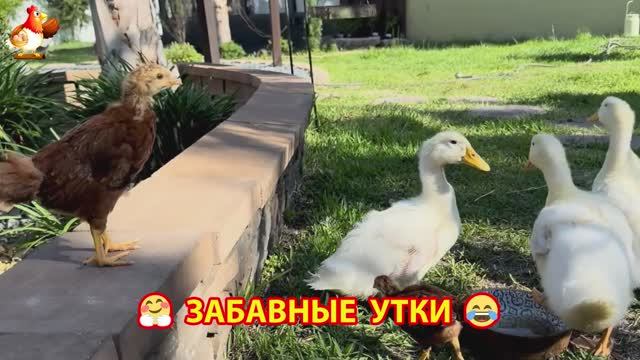 Забавные утки мускусные и пекинские на свободном выгуле ч.(5) ❣️🤗😂