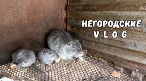 Туман первый в очереди на завтрак. Вечер в веселой компании. 06.05.25