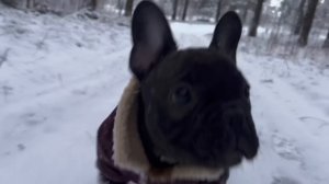 Часть 2. Отправились с Егором в заснеженный лес