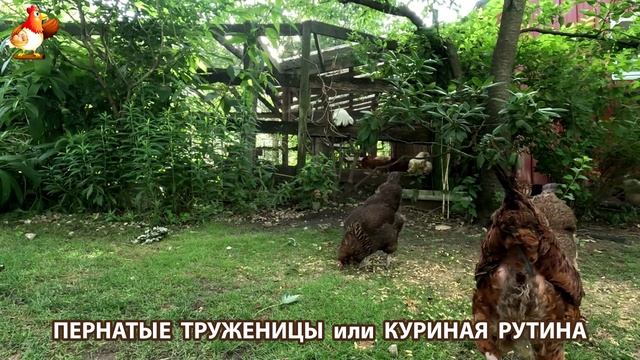 Куры несушки свободного выгула и их обычная куриная рутина – эпизод (272)