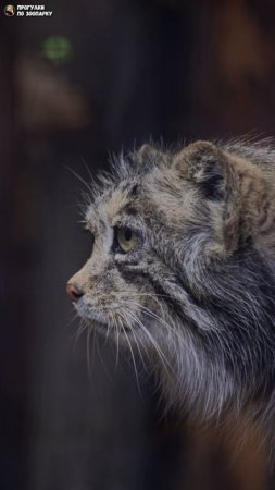 Манул Намика - настоящая охотница. Ленинградский зоопарк