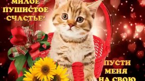 Гифы(36)