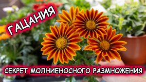 Гацания - секреты молниеносного размножения! Как из одной семечки получить 50 кустов