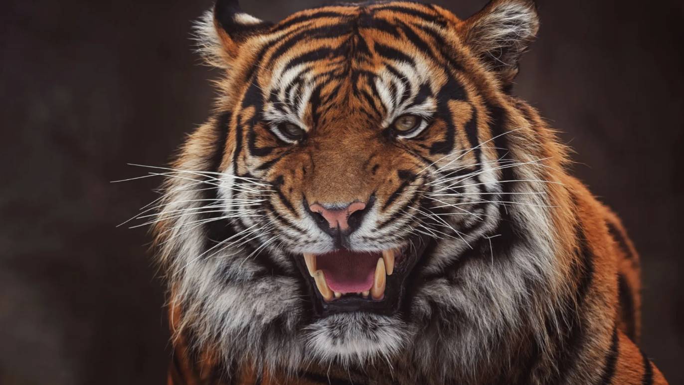 О редких животных мира: Тигр