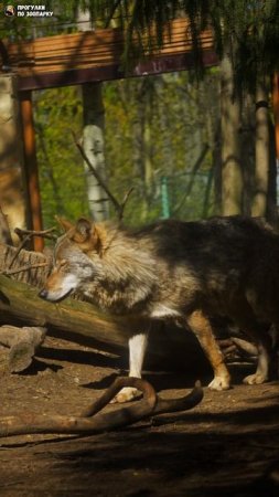 Волчата Мрак и Сумрак. Ленинградский зоопарк