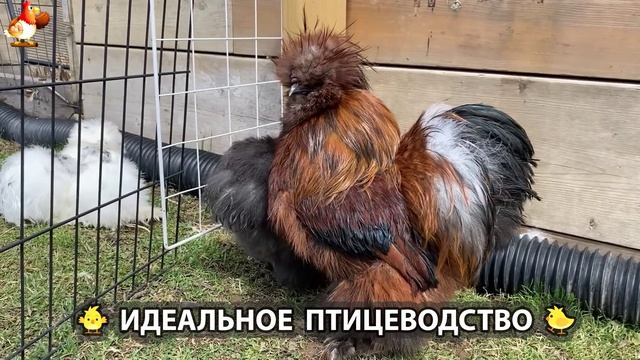 Идеальное птицеводство достойно восхищения 🐓🦆🦢🦚🦃🐔 эпизод (191)