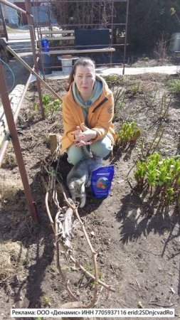 ОПОЗДАЛИ С ОБРЕЗКОЙ ВИНОГРАДА ВЕСНОЙ, ЧТО ДЕЛАТЬ #огород #садоводничество #дача
