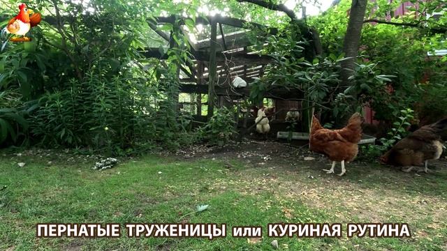 Куры несушки свободного выгула и их обычная куриная рутина – эпизод (271)
