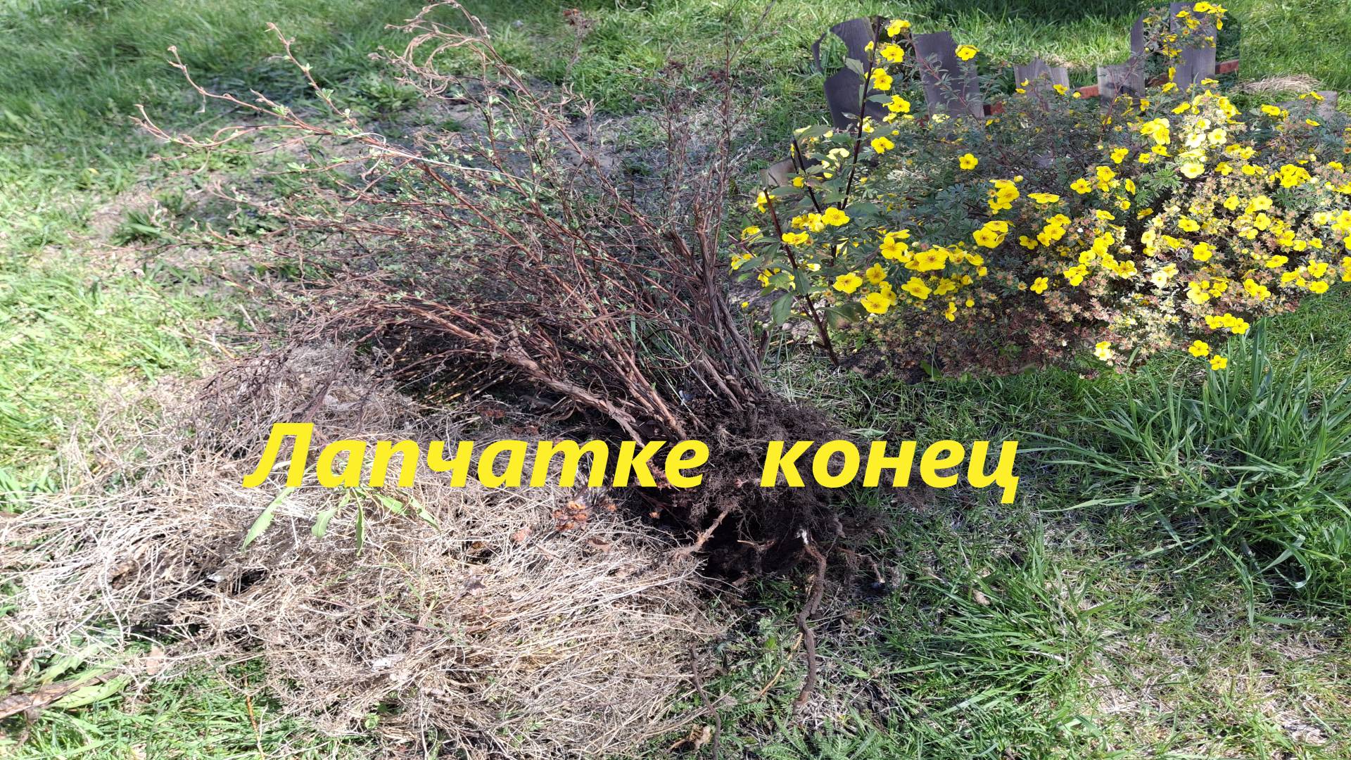 Многолетний куст лапчатки пришел в негодность после 15 лет цветения.
