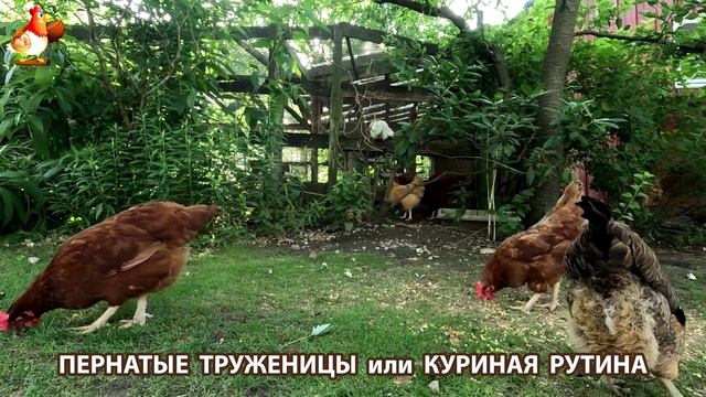 Куры несушки свободного выгула и их обычная куриная рутина – эпизод (274)