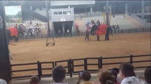 Шоу слонов в Тайланде. Как слоны играют в футбол и просят чаевые?