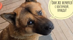 Все уехали, Треугольного кота и меня оставили! Обзор сада после заморозков в мае. Кто помёрз?