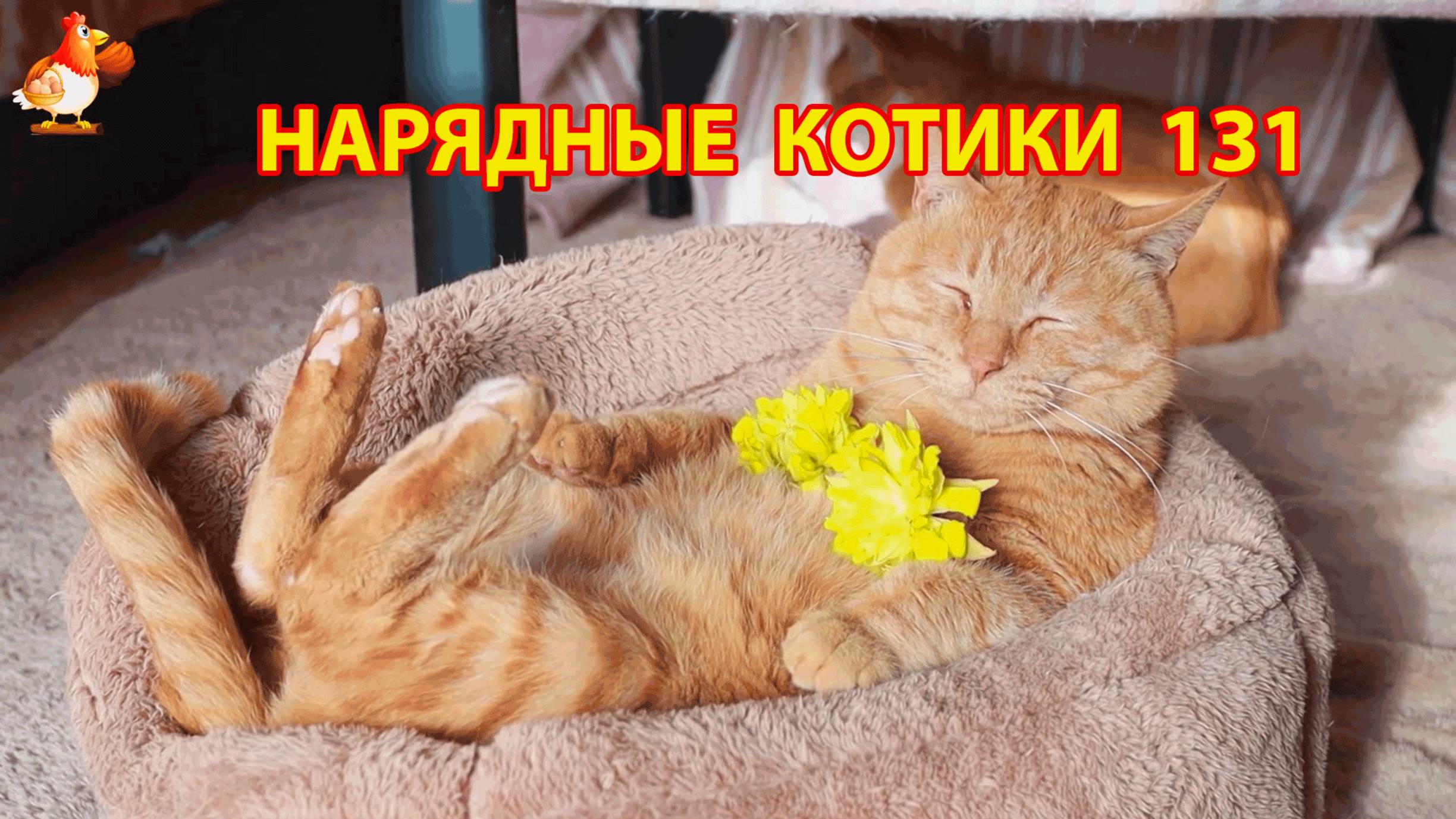 Нарядные Котики расслабляются на солнышке 🌞 🐈🐈🐈 (131)