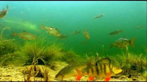Жизнь на дне озера!
Life at the bottom of the lake!