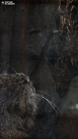 Манул Шу охотится. Ленинградский зоопарк
