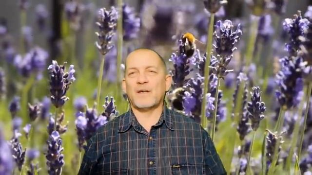 Эта порода пчёл - находка для пчеловода!