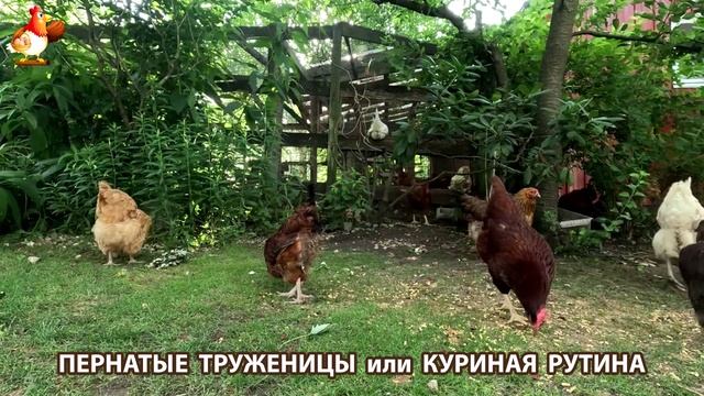 Куры несушки свободного выгула и их обычная куриная рутина – эпизод (273)