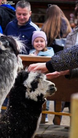 Контактные альпаки Шарлотка и Сайка. Ленинградский зоопарк