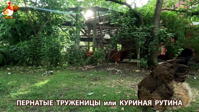 Куры несушки свободного выгула и их обычная куриная рутина – эпизод (275)