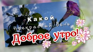 Доброе утро. Какой прекрасный день настал, позитивная песня