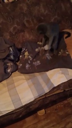 Кот Атос играет с мышкой #shorts #котатос #атос #котиграет #кошачьиигры