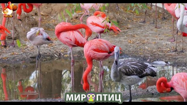 Мир птиц – красота и грация пернатых созданий Природы 🦩🦚🦜 Выпуск (109) 🦉🐦🐤
