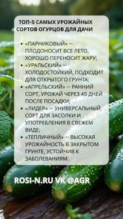 Топ 5 самых урожайных сортов огурцов для дачи