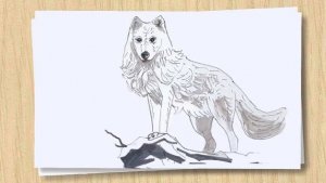 Рисуем Белого волка _ How to draw a white Wolf