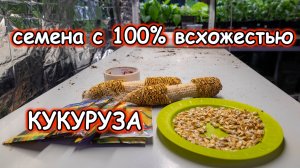 Секрет МЕГА-урожая кукурузы! Как я собрал семена с 100% всхожестью (личный эксперимент)