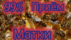 99% приём матки