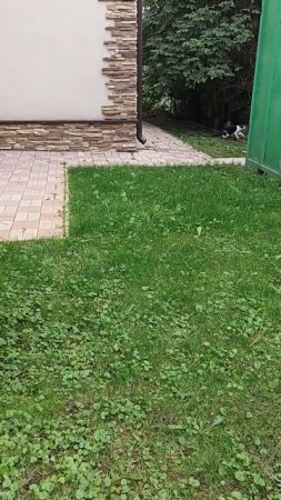 О! Охраняет свои хоромы ...#лето #красота #жара